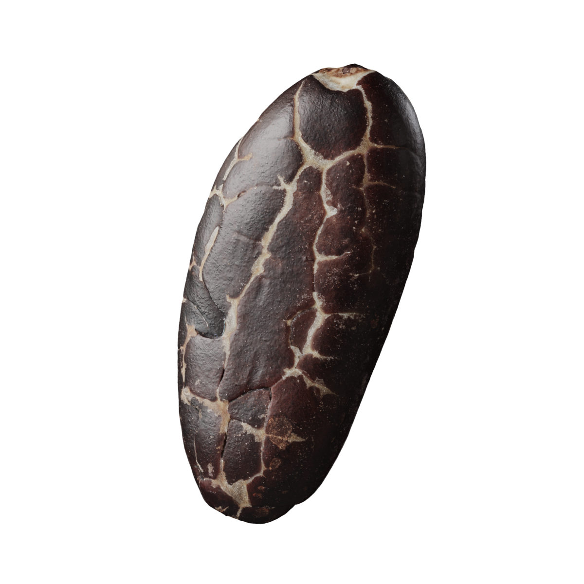 Cocoa Bean 02 - Veedpo