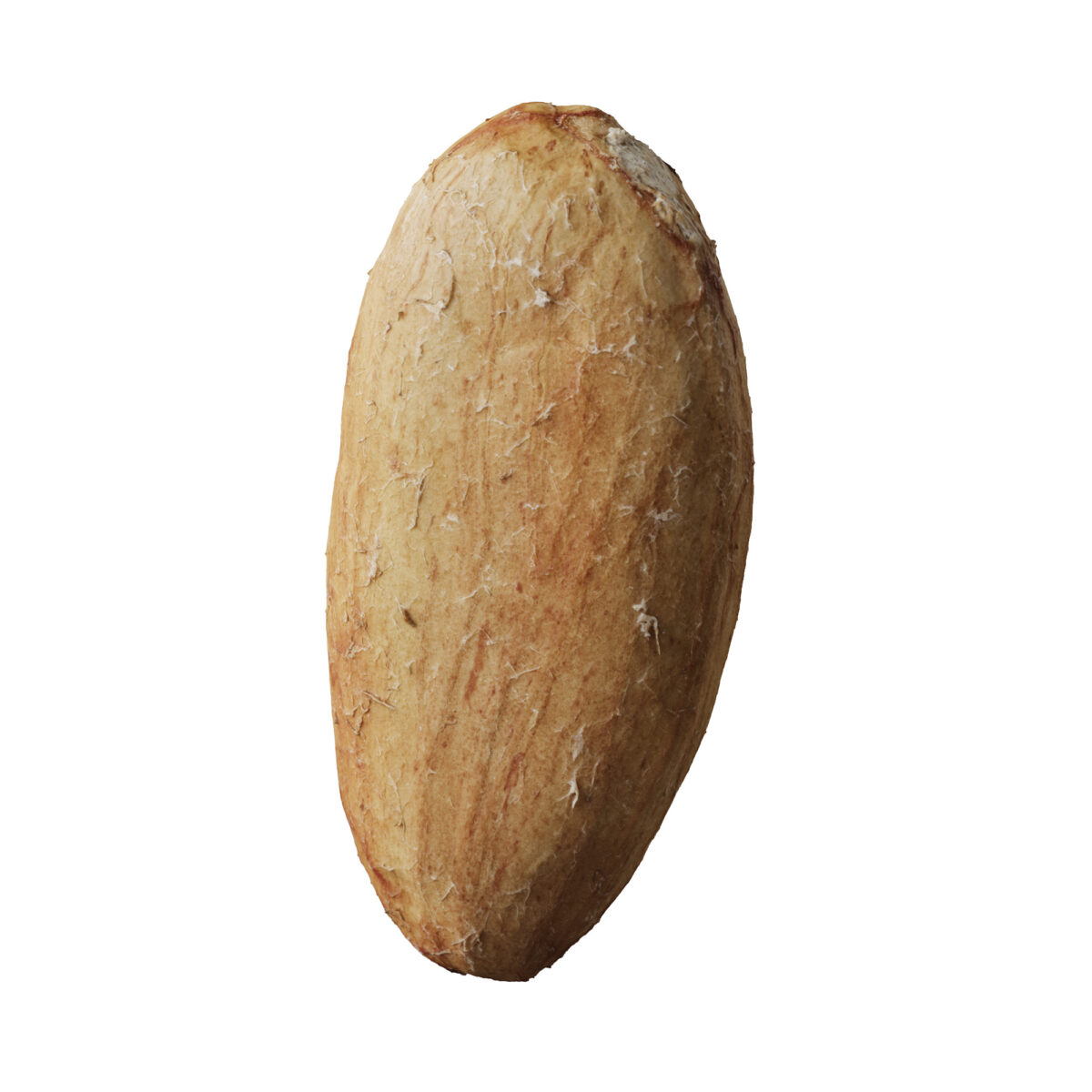 Cocoa Bean 03 - Veedpo