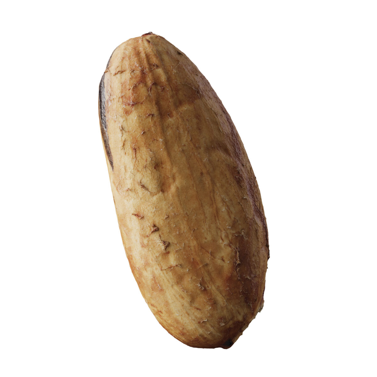 Cocoa Bean 01 - Veedpo