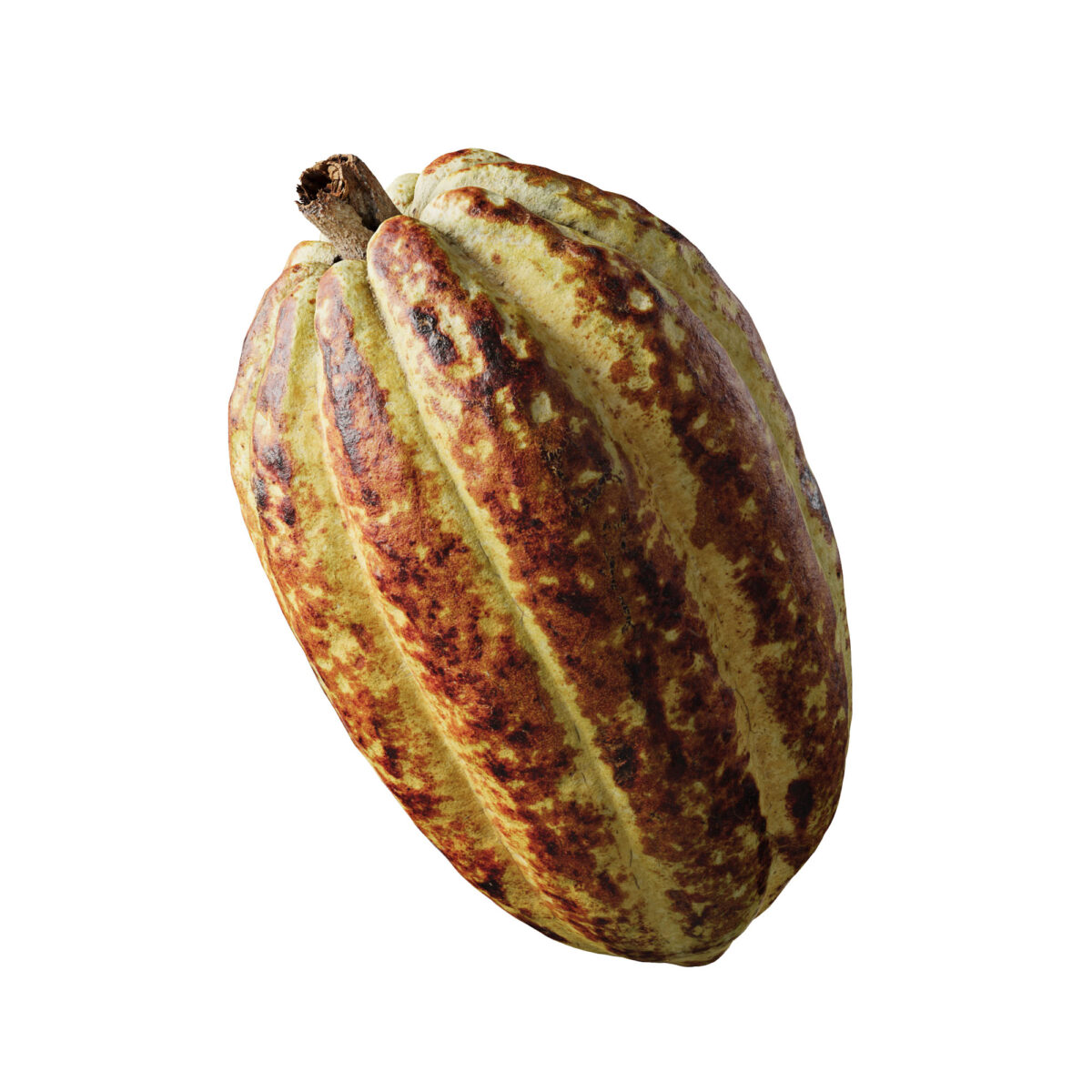 Cocoa Pod 01 - Veedpo