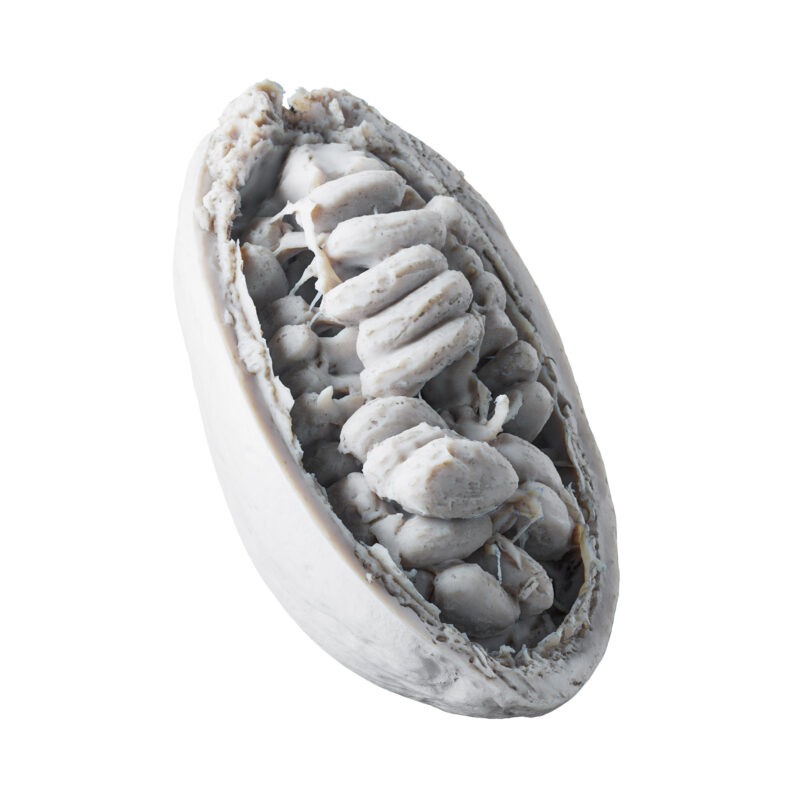 Cocoa Pod 06 - Veedpo