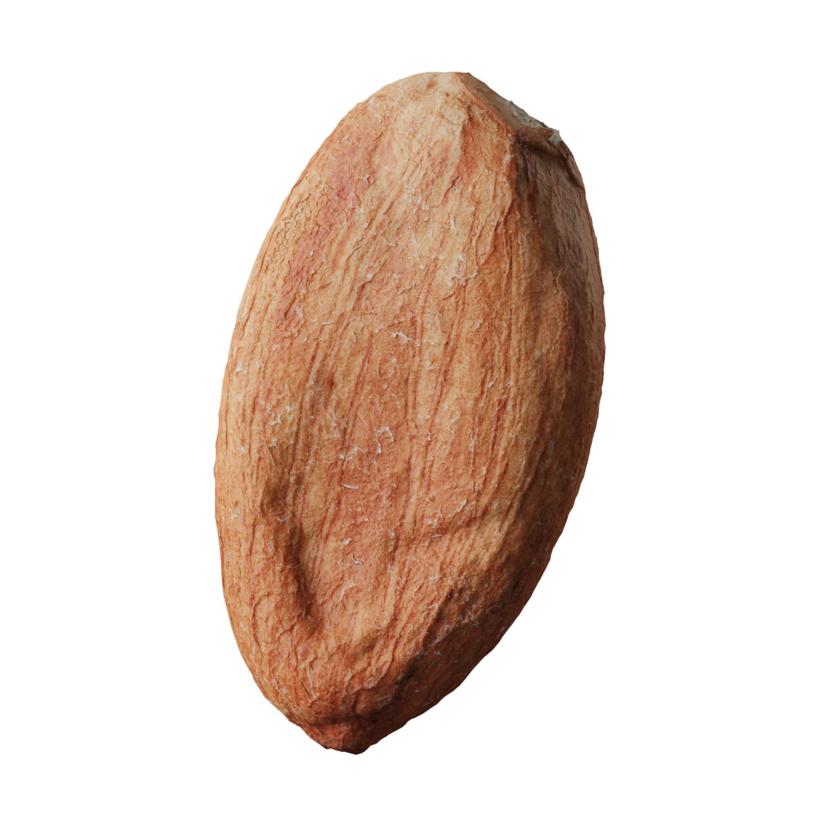 Cocoa Bean 05 3D model - Veedpo